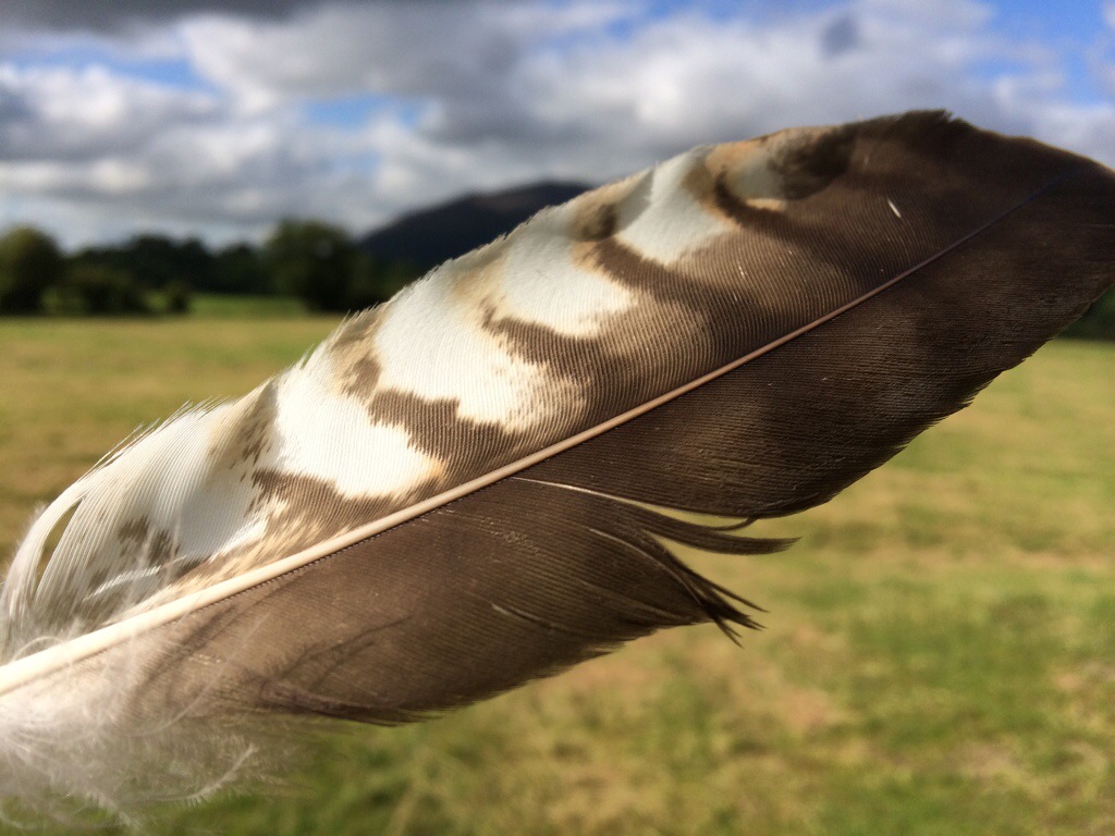 Blessings #200 – The Buzzard Feather – Graham Chastney